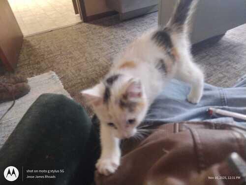 Kitten for sale to good home super friendly super super playful and she ...