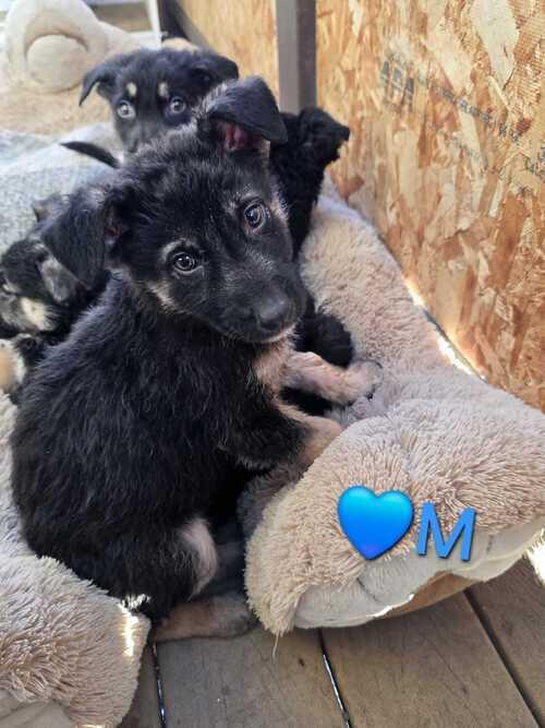GERMAN SHEPHERD-BORN OCTOBER 13TH | Bowman, ND