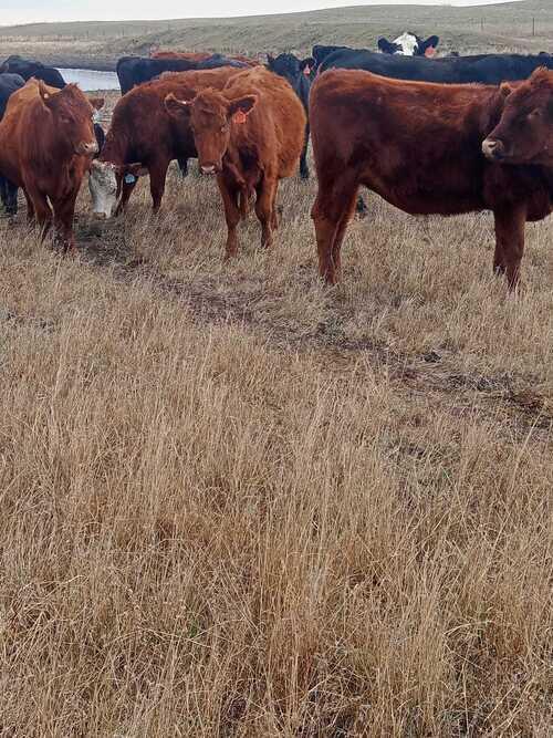 Red First Calf Heifers | Hazen, ND