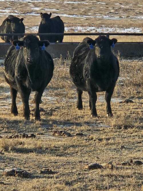 Lennick Angus Ranch - Profile on BisManOnline