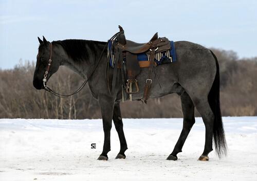 TRUE Blue Roan Gelding for THE WHOLE FAMILY | Lester Prairie, MN