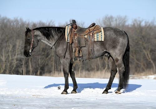 NEED GONE - TRUE Blue Roan Gelding for THE WHOLE FAMILY! | Lester ...