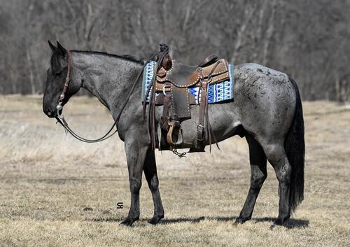 TRUE Blue Roan Gelding ANYBODY Can Ride! | Lester Prairie, MN
