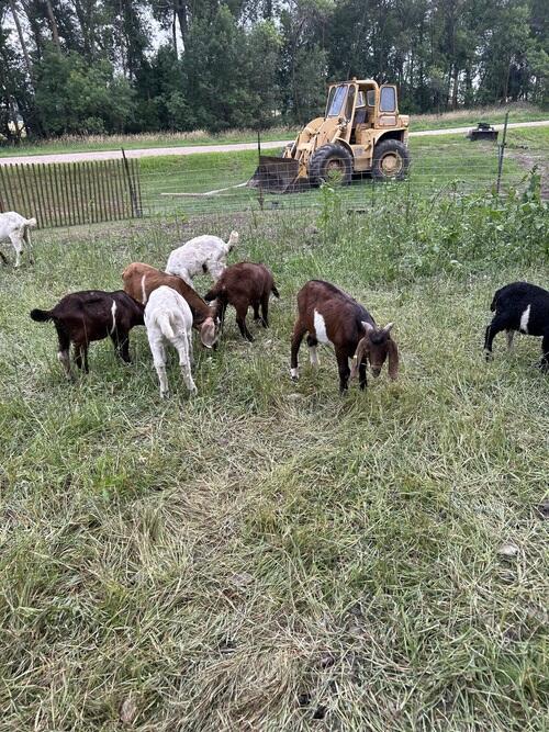 Boer Nubian Cross Doeling Goats | Devils Lake, ND