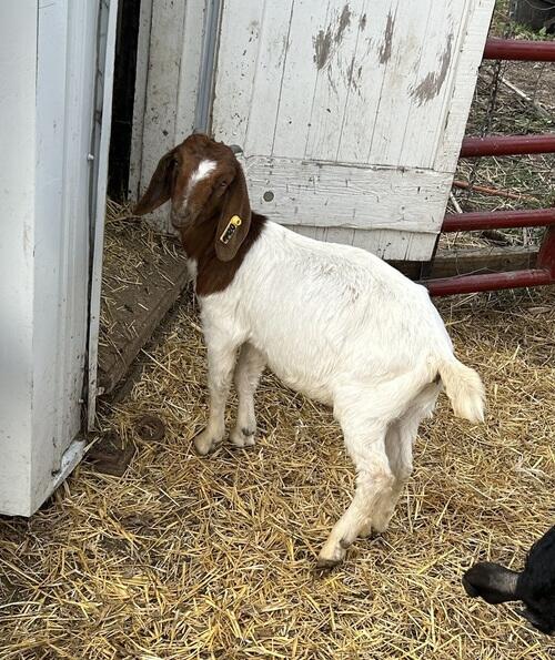 Boer Nubian Cross Doeling Goats | Devils Lake, ND