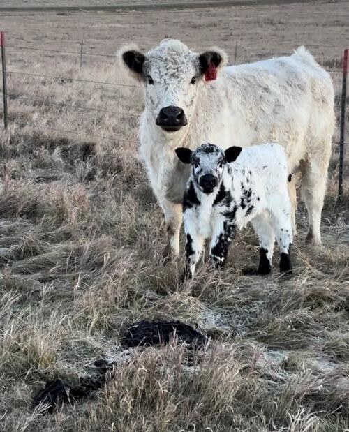 Purebred 4 yr. Old galloway cow, BITTERROOT KATIE, November bull calf ...