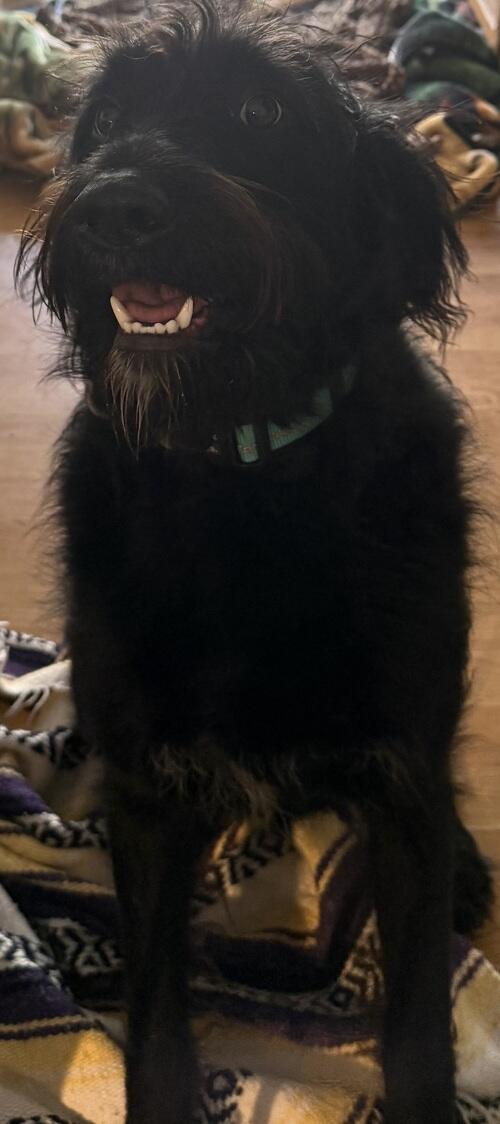 1 year old neutered male shepherd/ poodle mutt mix. UTD on shots hes a ...