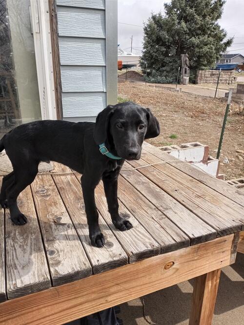 AKC Registered POINTING LAB PUPPIES - I have 2 Black AKC Registered ...