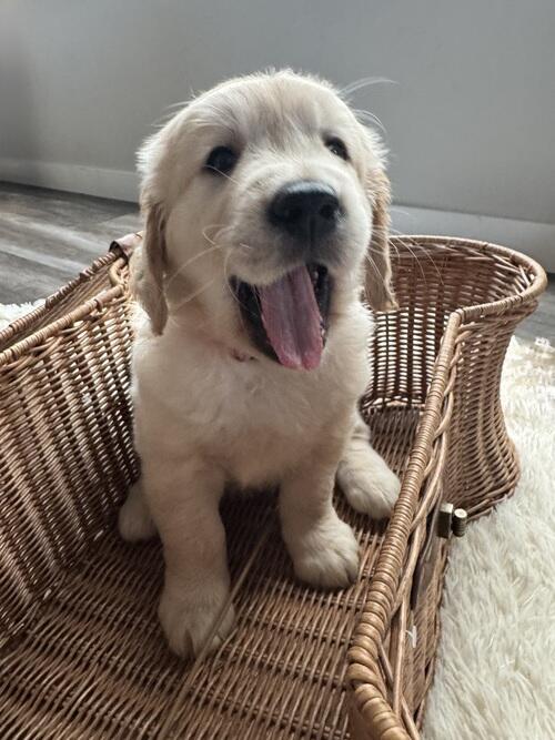 Golden Retriever Puppies | Bismarck, ND