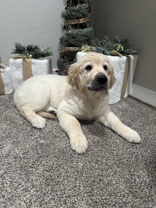 Purebred Golden Retriever Female puppy | Bismarck, ND
