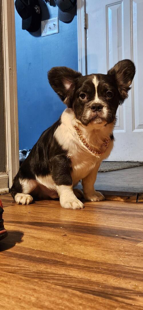 French bulldog puppies | Mandan, ND