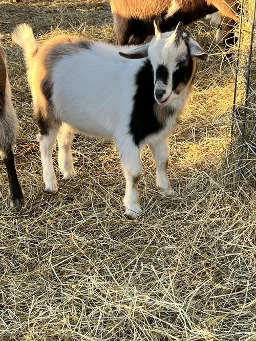 4 male baby goats | Stanley, ND