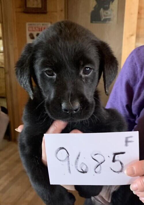AKC Black Lab Puppies, Females. Dewclaws removed, Micro chipped, shots ...