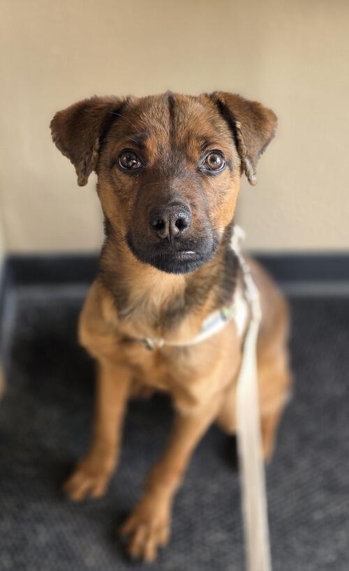 Free Male Dog | Fargo, ND
