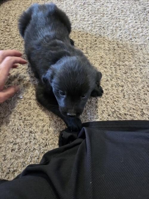Mixed breed yellow lab, blue healer puppies 7-8 weeks old. Eating hard ...