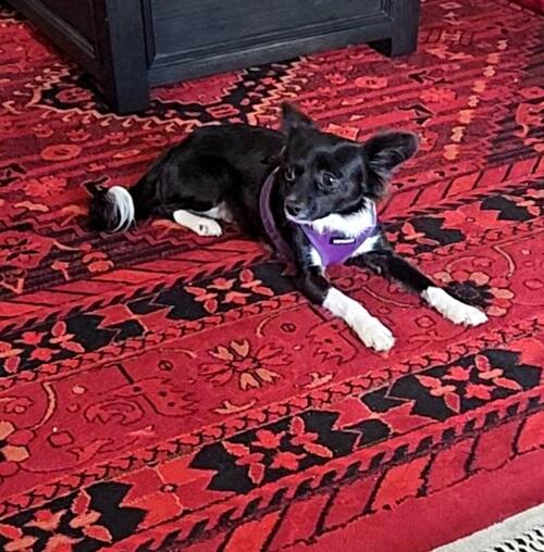 Missing and lost in Napoleon ND | Napoleon, ND