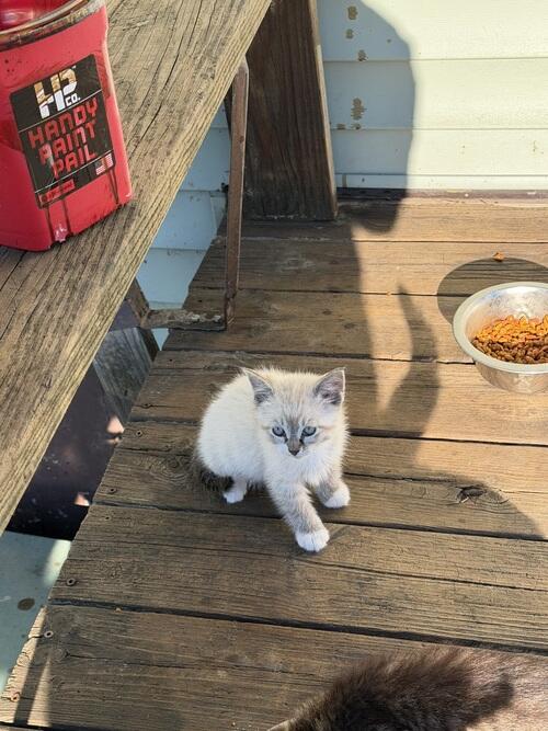 We still have a few kittens left! Pics of the available ones, they were ...
