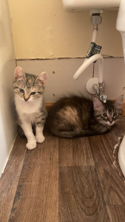 Two female kittens. I found them and can't keep them. They will come ...