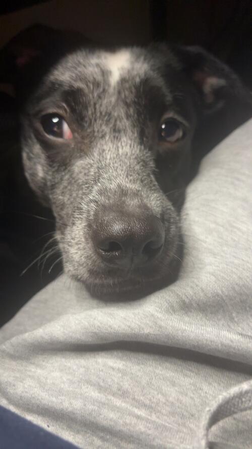 Milo is 1 year old Blue Healer. He is shy at first but is super ...