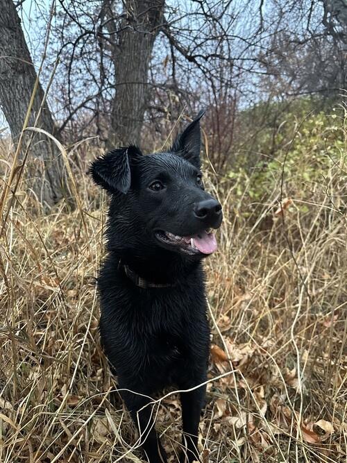 Dog Lab healer mutt 2 years old has current shots not yet neutered ...