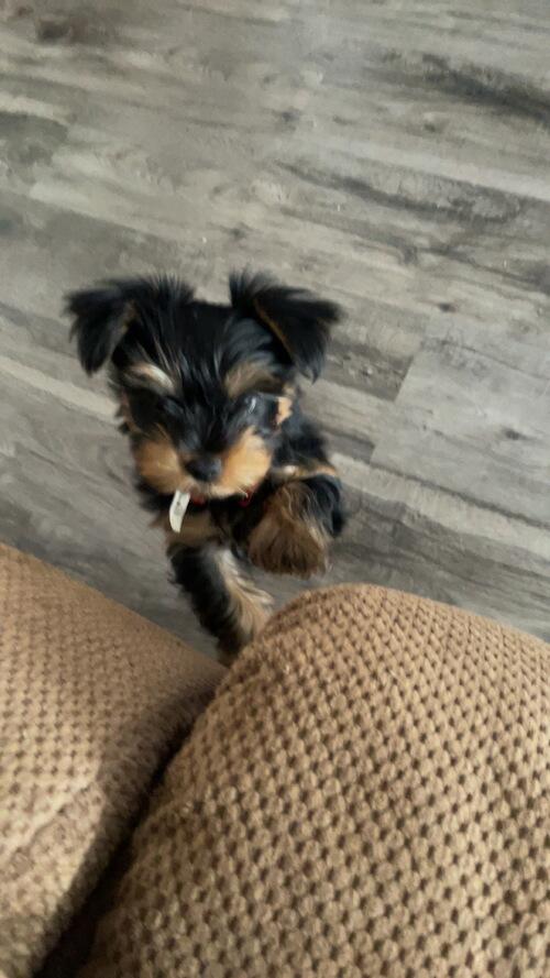 Pure Bred Yorkie puppy. 4 months. Cage Trained. Working on house ...