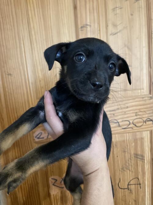 7 week old puppies for sale. Black lab mix with American pit bull ...