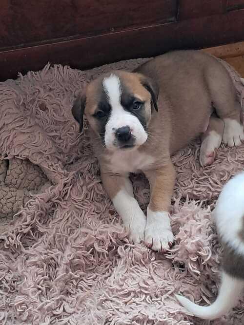 St Bernard/Great Pyrenees puppy $100 | Cooperstown, ND