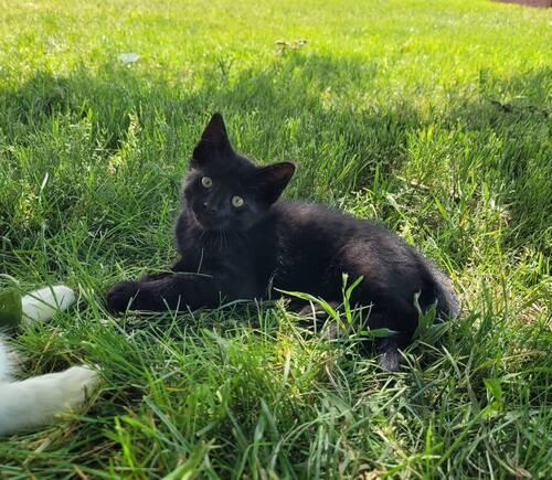 "Kittens" both males | Stanley, ND