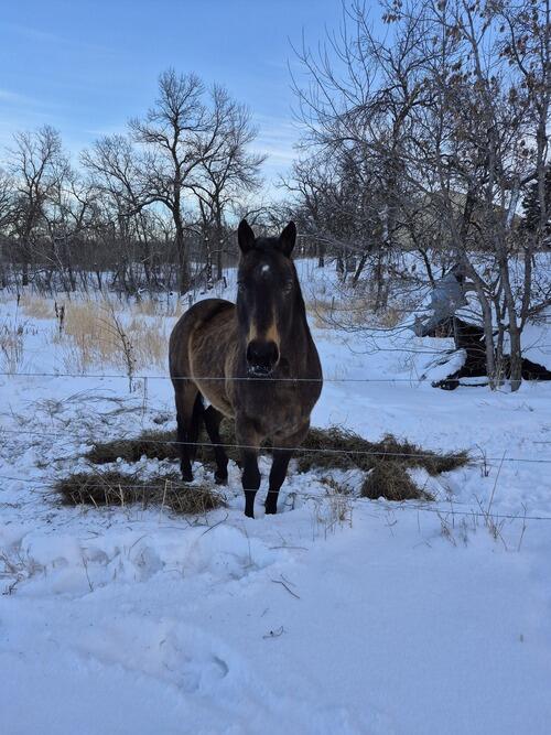 Dappled buckskin gelding for sale | Bottineau, ND