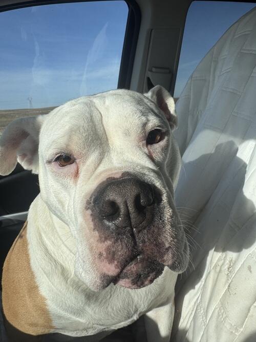 Olde English bulldog | Eureka, SD