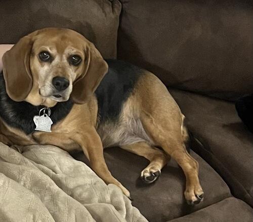 Beagle to rehome | Hannaford, ND