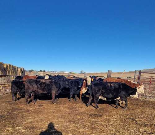 15 bred cows | Sentinel Butte, ND