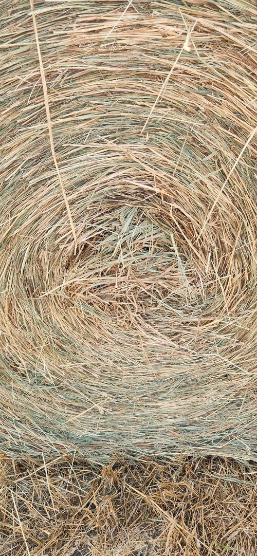 Hay For Sale. 100 bales of hay. | Strasburg, ND