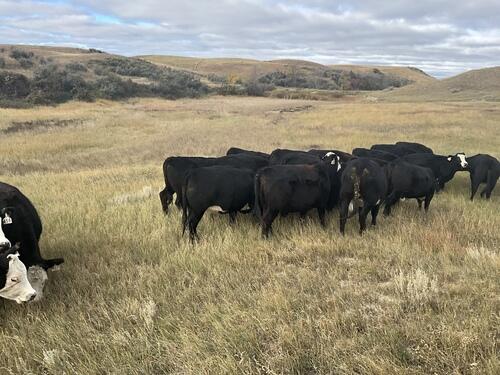 Beautifull Baldies of the Badlands.39 head of Baldie and Brockle face ...