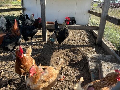 Road Island Red Hens | Hazen, ND