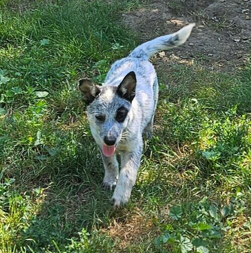 MINI Australian Cattle Dog Pups | Lemmon, SD