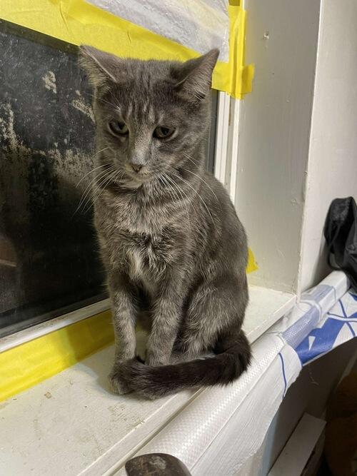 Free female cats. Would be great farm cats. Can deliver to Bismarck ...