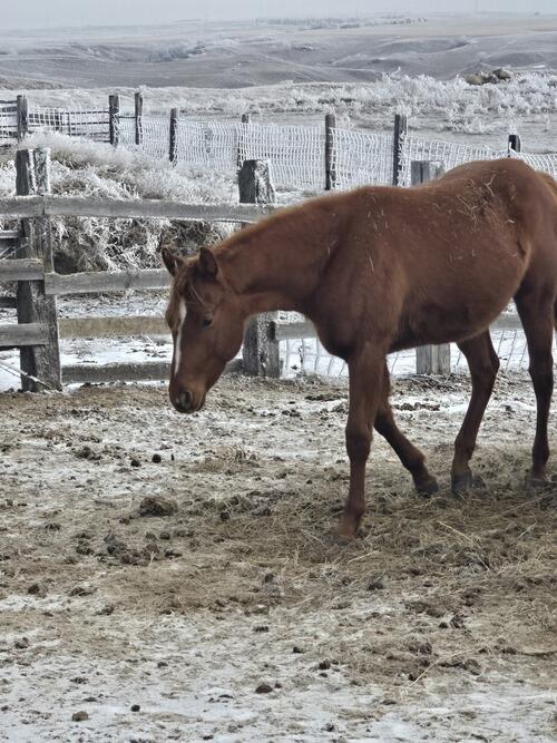 2024 AQHA Stallion | Mandan, ND
