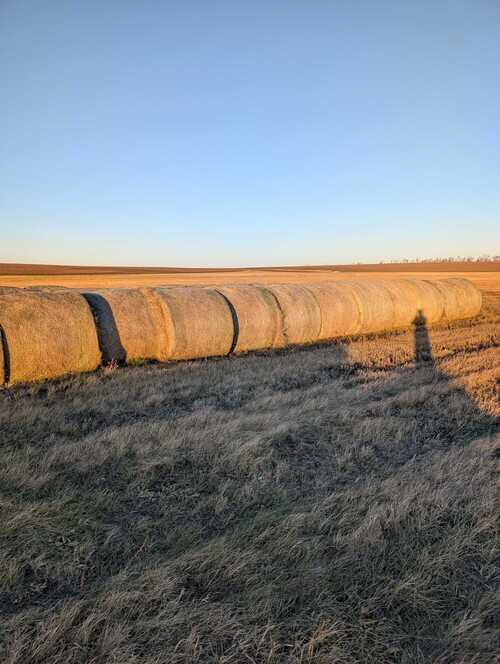 Grass Hay, 100 large round bales, net wrap | Valley City, ND