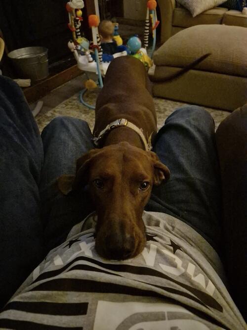 Lost dog, he is a 3 year old red coon hound. His name is Bruno, hes ...