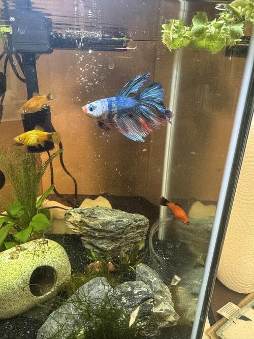 Halfmoon Betta Males - Imported from Thailand. | Bismarck, ND