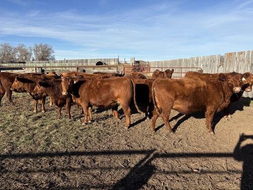 Red Angus bred heifers, bred to calving ease red angus bull. Calving ...